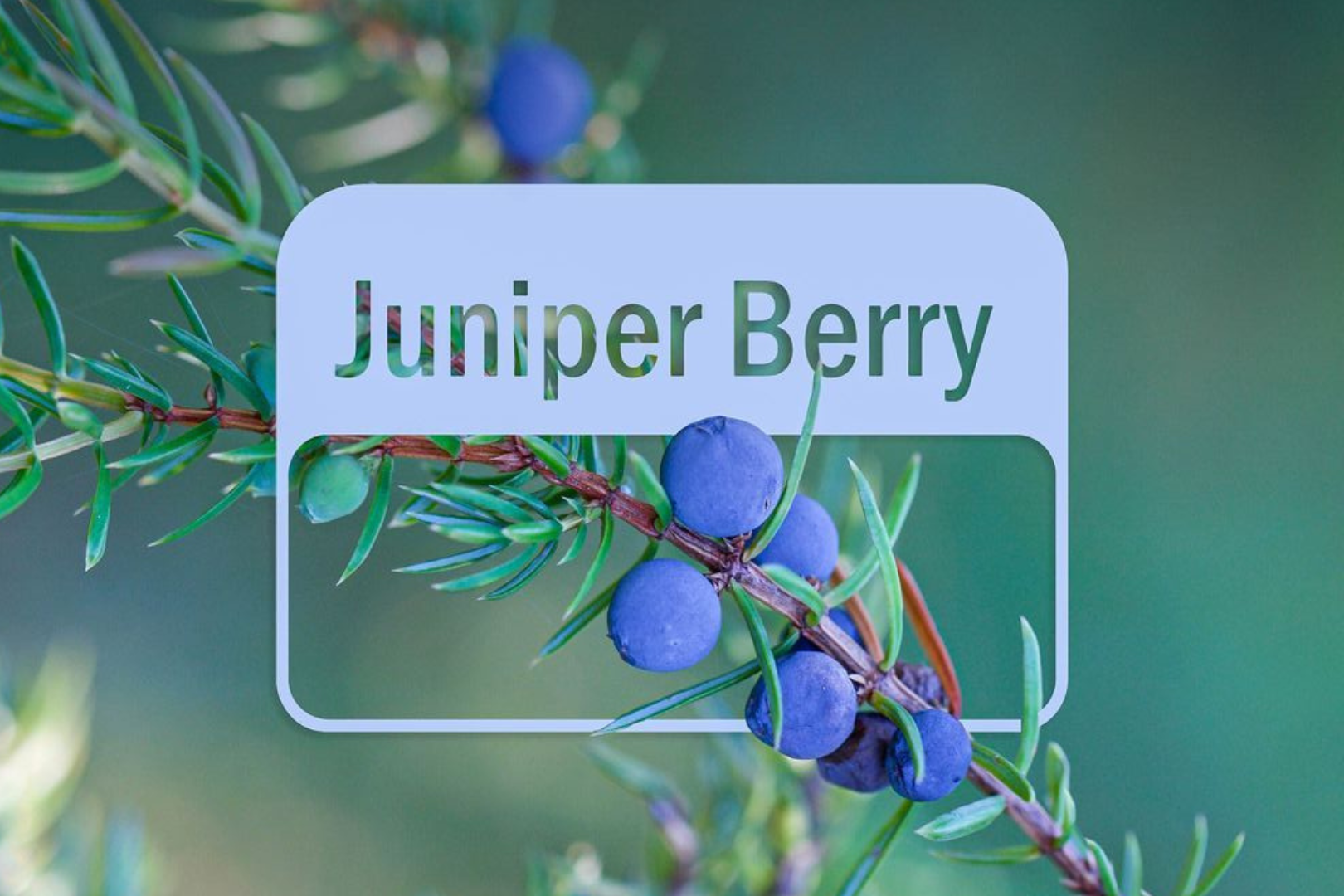 Óleo Essencial de Zimbro - Aromaterapia na Prática